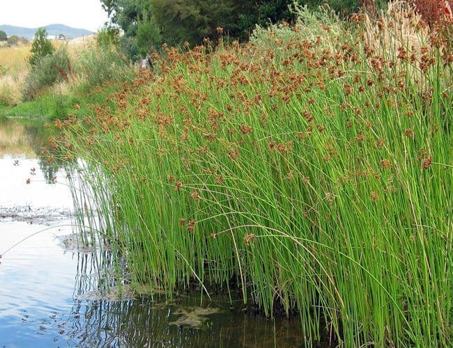 WHAT ARE EMERGENT WEEDS? - Lake Management Inc